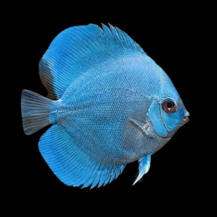 Blue Diamond Discus - Finny Friends Aquarium and Pets