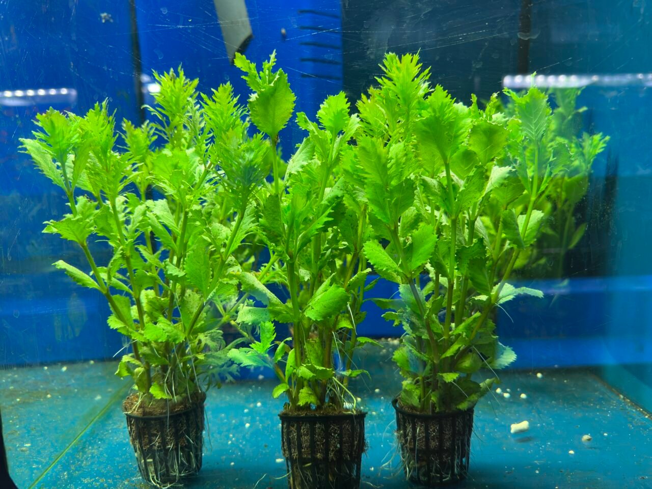 Hygrophila Difformis - Finny Friends Aquarium and Pets