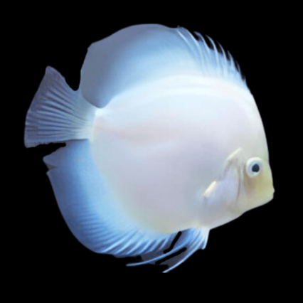 Snow White Discus - Finny Friends Aquarium and Pets